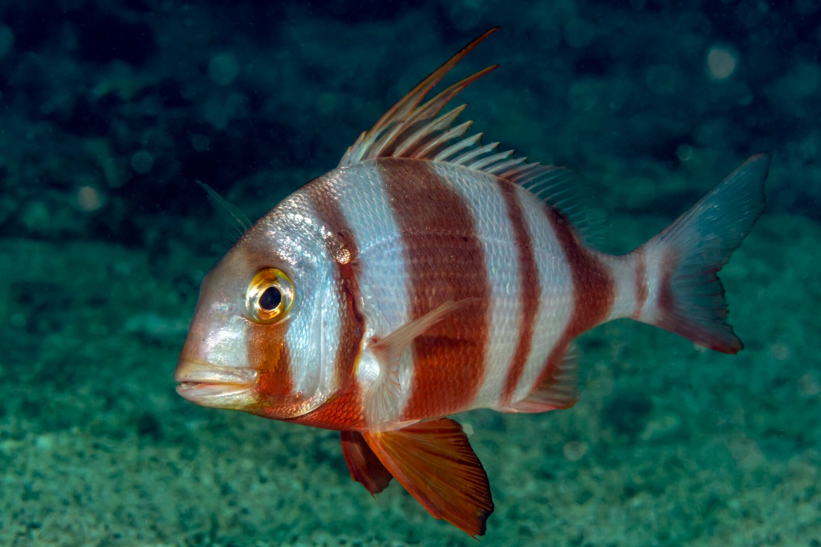 Variedad de peces en las Islas Canarias – Ven a Canarias