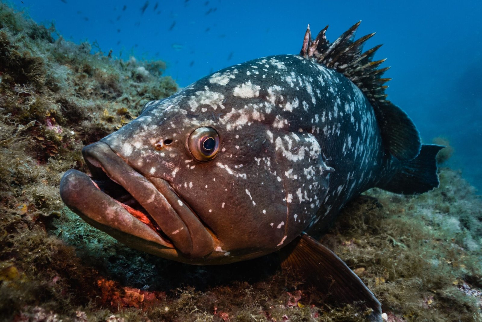 Variedad de peces en las Islas Canarias – Ven a Canarias