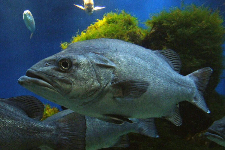 El Cherne: Tesoro del Mar en las Aguas de Canarias – Ven a Canarias
